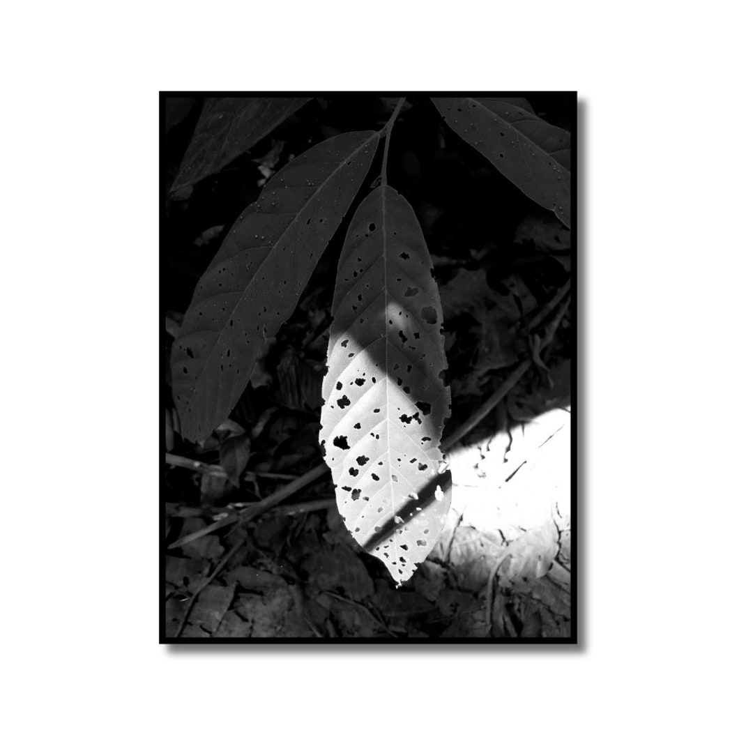 Black and White Leaf Close-up Photography Print, Elegant Decay ...