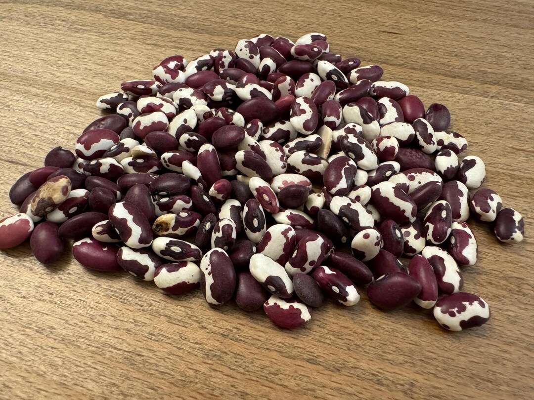1500 Year Old Cave Bean - Etsy