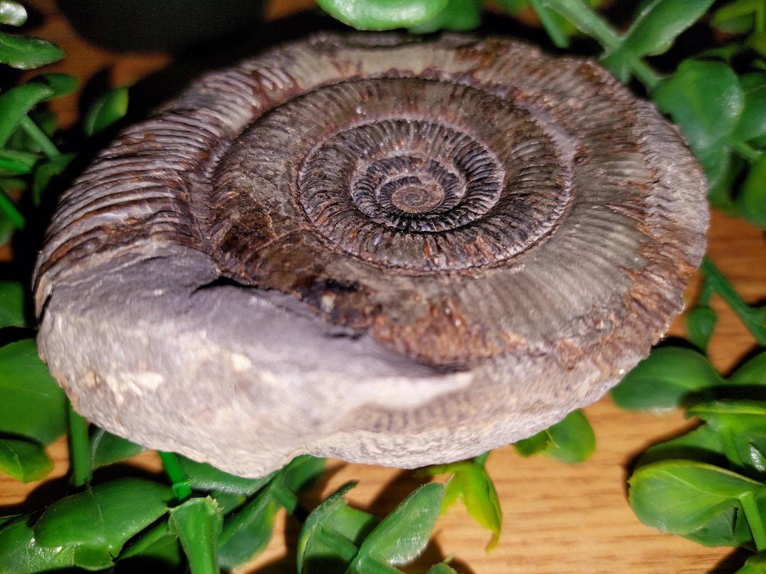 Ammonite - Negative- Imprint - Complete - Jurassic - Coast - Fossil ...