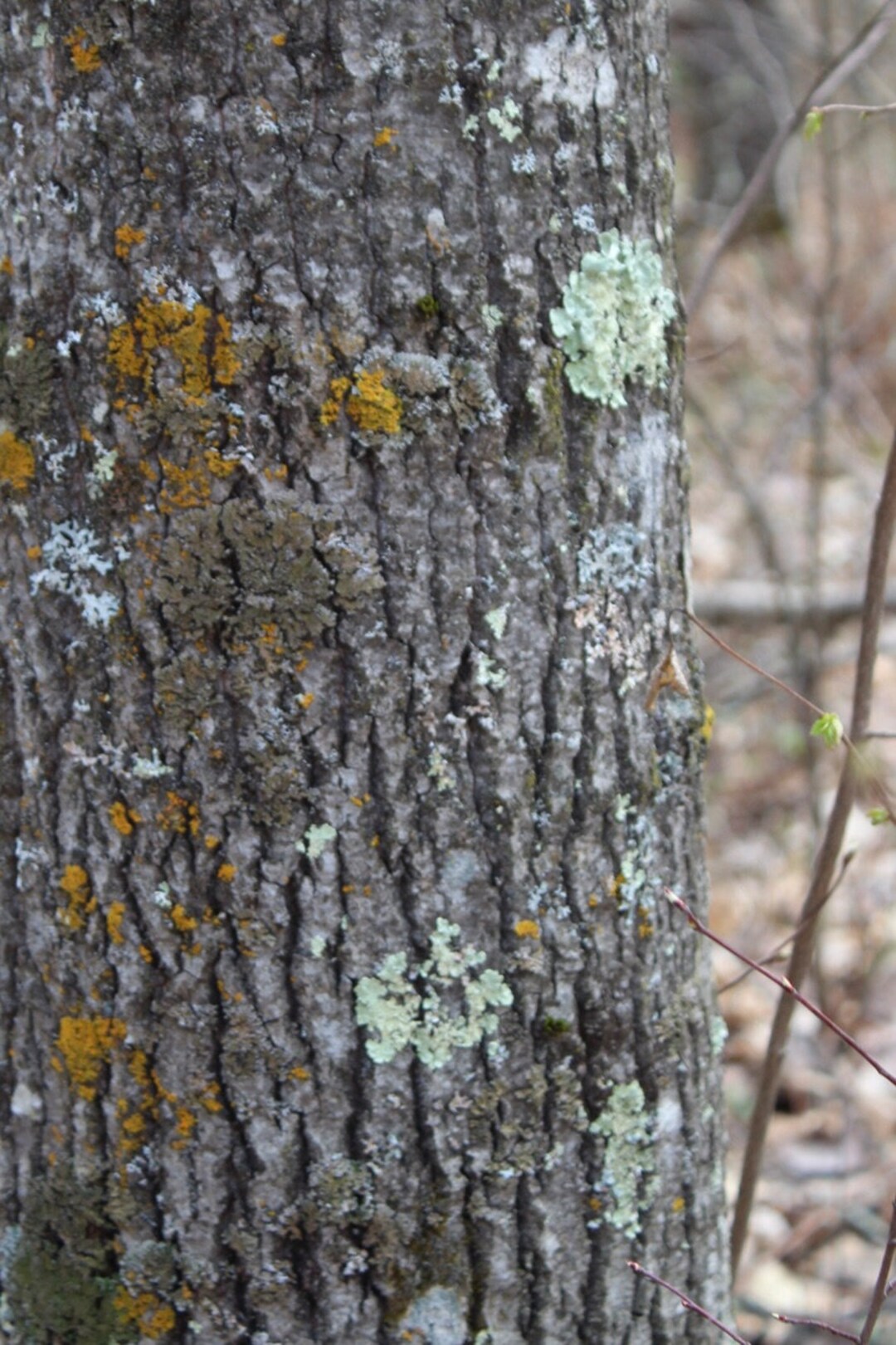 Assorted Lichen on Bark Photo Digital Download - Etsy