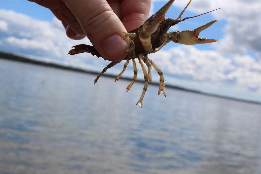 Flying Crayfish Photo Digital Download - Etsy