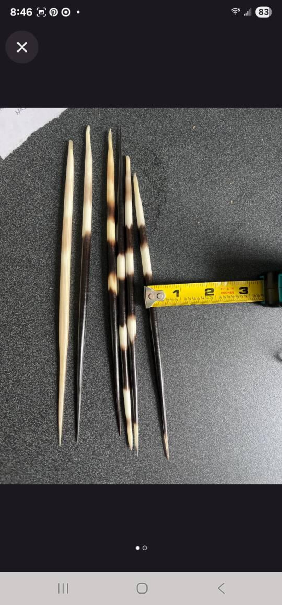 Thick African Porcupine Quills – DIY Craft & Decor Needles - Etsy