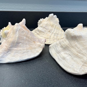 Large Bahama Queen Conch Shell Horn Trumpet (pink) 7"+ - Etsy