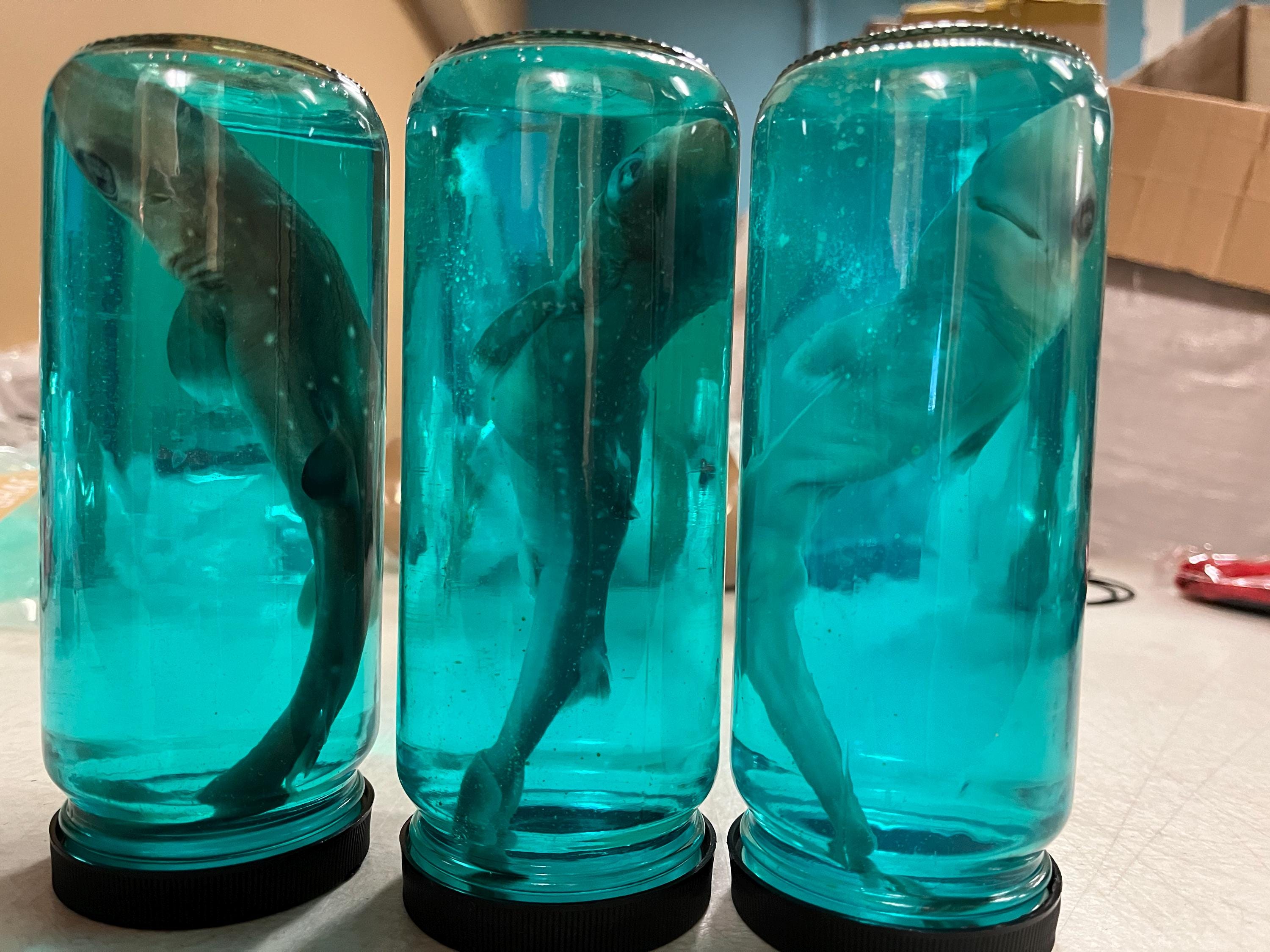 Real 7 Inch Shark in a Bottle Jar, Marine Wet Specimen Taxidermy - Free ...