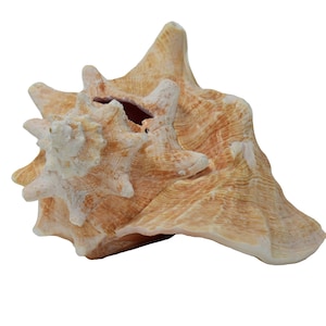 Jumbo HUGE Bahama Queen Conch Seashell (pink) - Bahamas Pink Conch ...