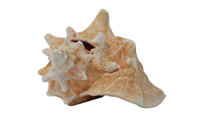 Jumbo HUGE Bahama Queen Conch Seashell (pink) - Bahamas Pink Conch ...