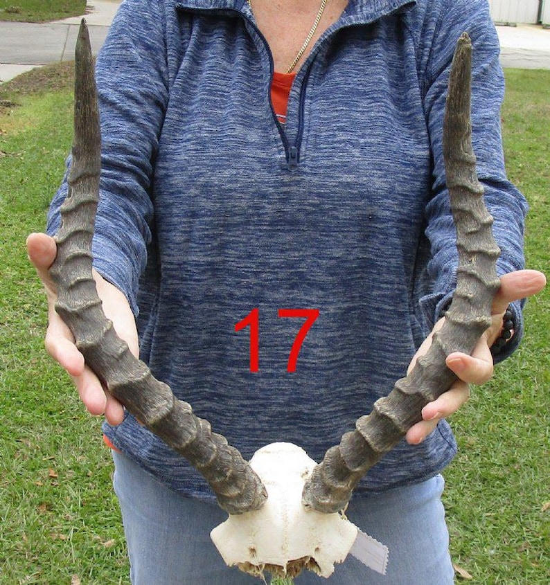 Huge African Impala Skull Plate and Horns up to 22 Inches - Etsy