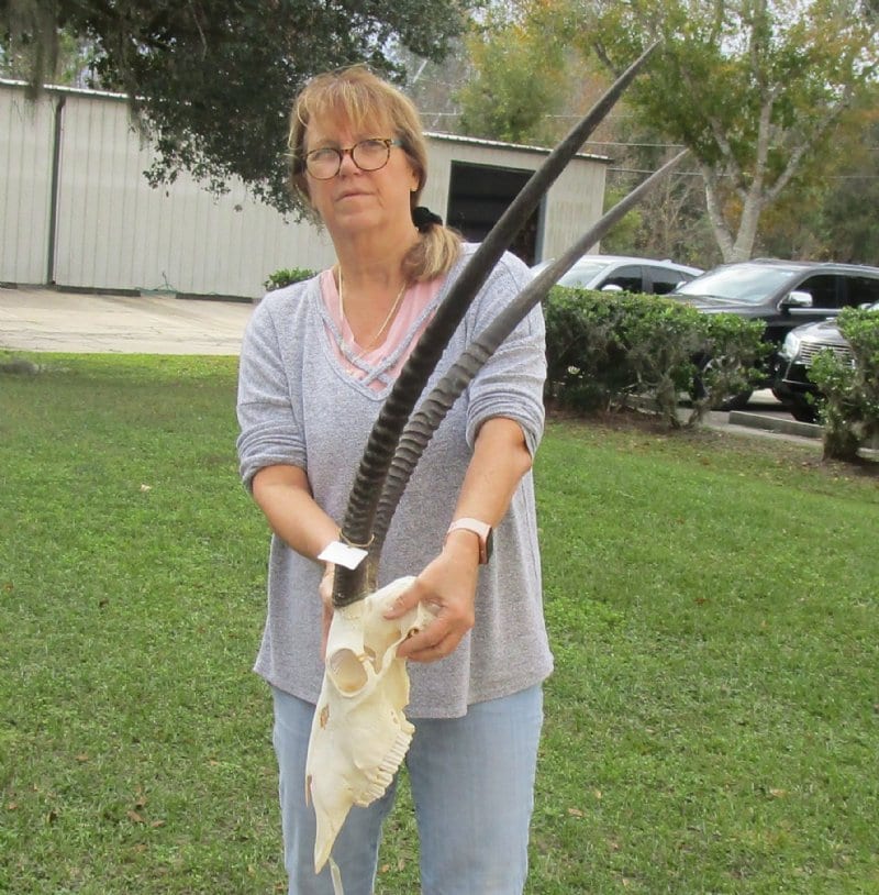 Genuine REAL African Gemsbok Oryx Skull With 31 Inch Horns - Etsy