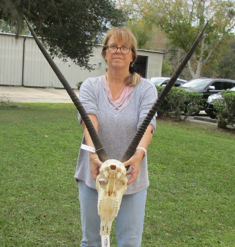 Genuine REAL African Gemsbok Oryx Skull With 31 Inch Horns - Etsy