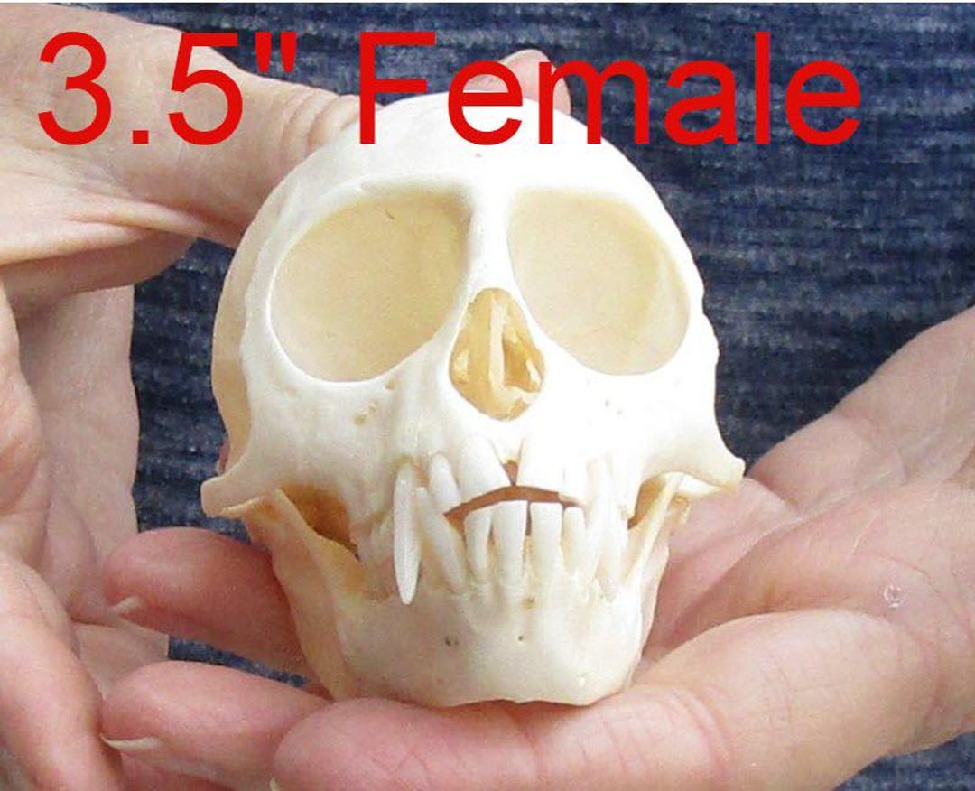 Vervet Monkey Skulls From Africa - Male and Female - REAL and GENUINE ...