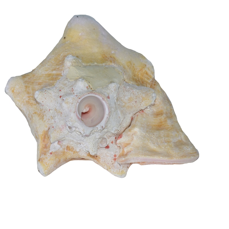 Trumpet Shell Triton - Etsy