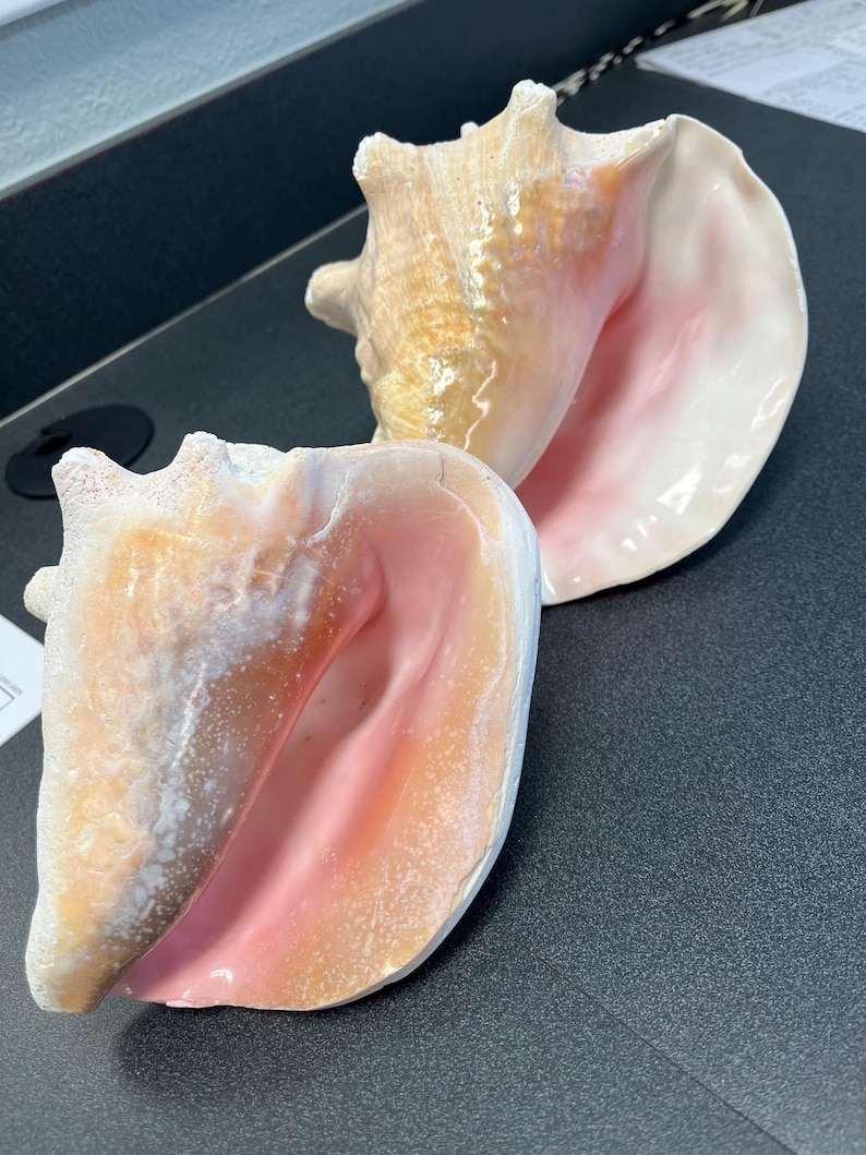 Large Bahama Queen Conch Shell Horn Trumpet (pink) 7"+ - Etsy