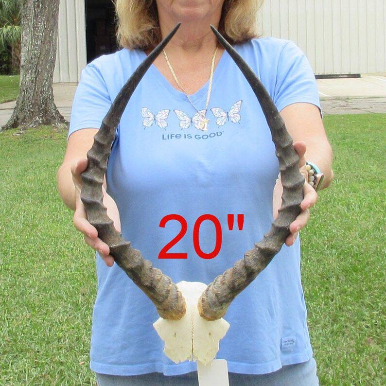 Huge African Impala Skull Plate and Horns up to 22 Inches - Etsy