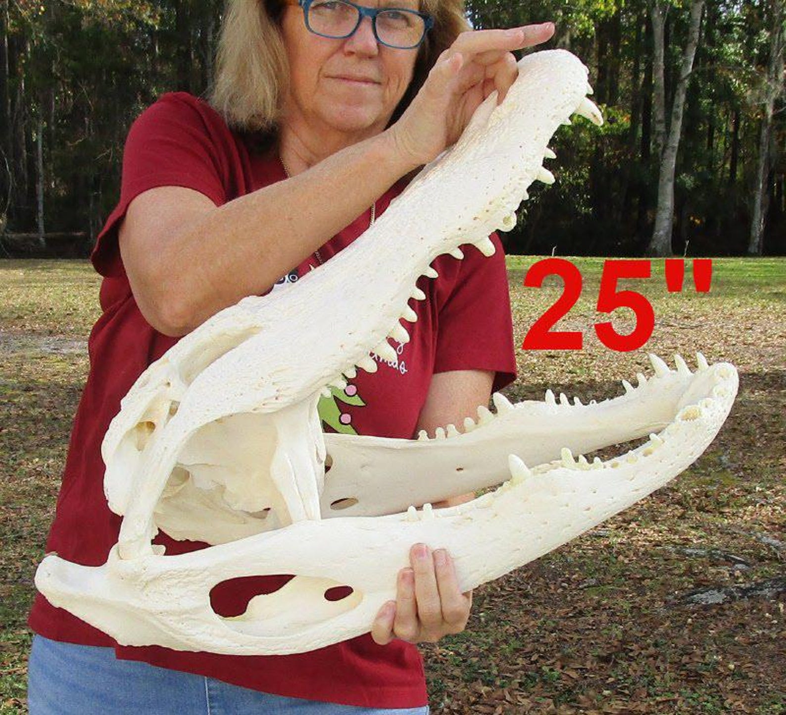 Huge Jumbo Gigantic Colossal Genuine Alligator Skulls up to 25