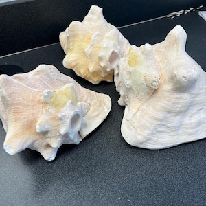 Large Bahama Queen Conch Shell Horn Trumpet (pink) 7"+ - Etsy