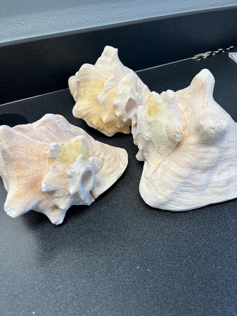 Large Bahama Queen Conch Shell Horn Trumpet (pink) 7"+ - Etsy