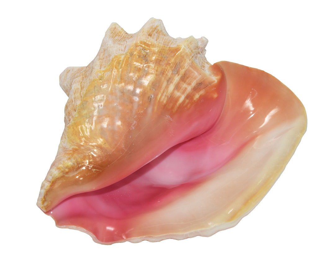 Jumbo HUGE Bahama Queen Conch Seashell (pink) - Bahamas Pink Conch ...