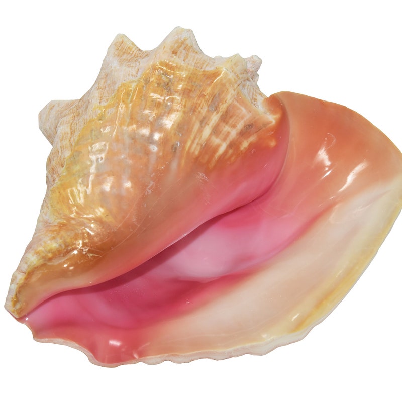 Pink Seashells - Etsy