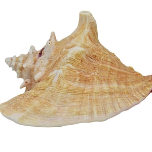 Jumbo HUGE Bahama Queen Conch Seashell (pink) - Bahamas Pink Conch ...