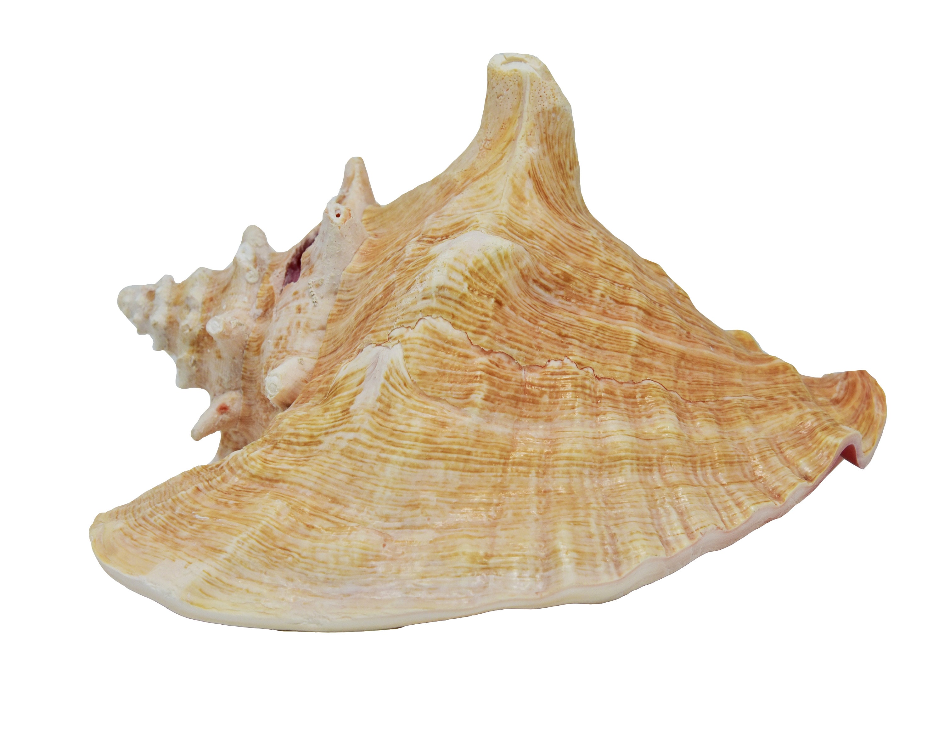 Jumbo HUGE Bahama Queen Conch Seashell (pink) - Bahamas Pink Conch ...