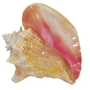 Jumbo HUGE Bahama Queen Conch Seashell (pink) - Bahamas Pink Conch ...