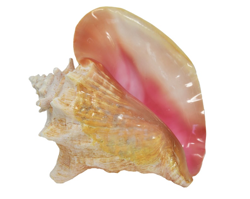 Jumbo HUGE Bahama Queen Conch Seashell (pink) - Bahamas Pink Conch ...