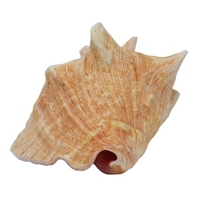 Jumbo HUGE Bahama Queen Conch Seashell (pink) - Bahamas Pink Conch ...