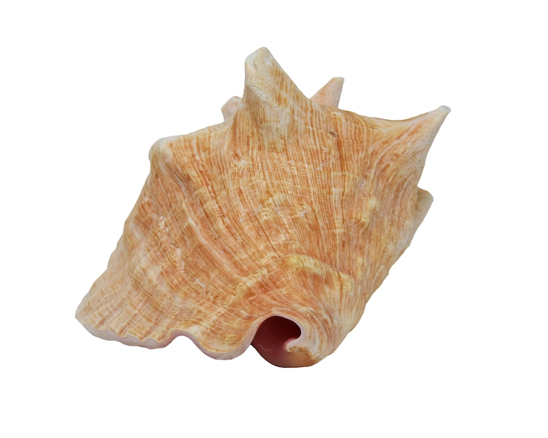Jumbo HUGE Bahama Queen Conch Seashell (pink) - Bahamas Pink Conch ...