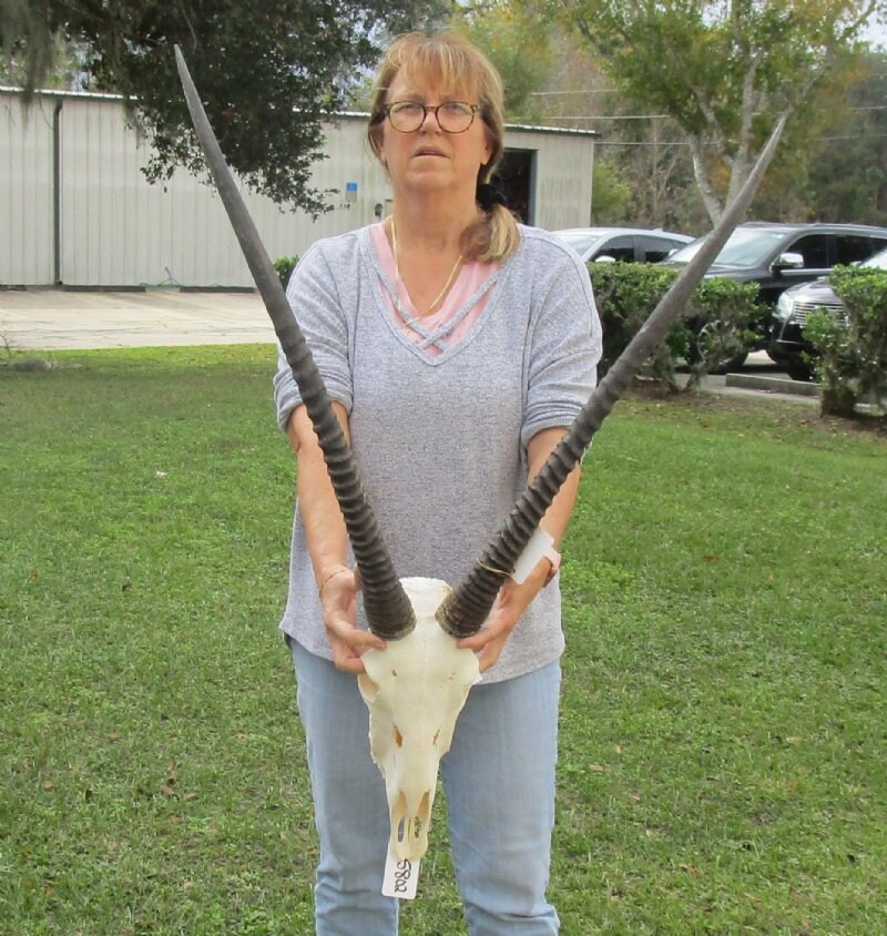 Genuine REAL African Gemsbok Oryx Skull With 31 Inch Horns - Etsy
