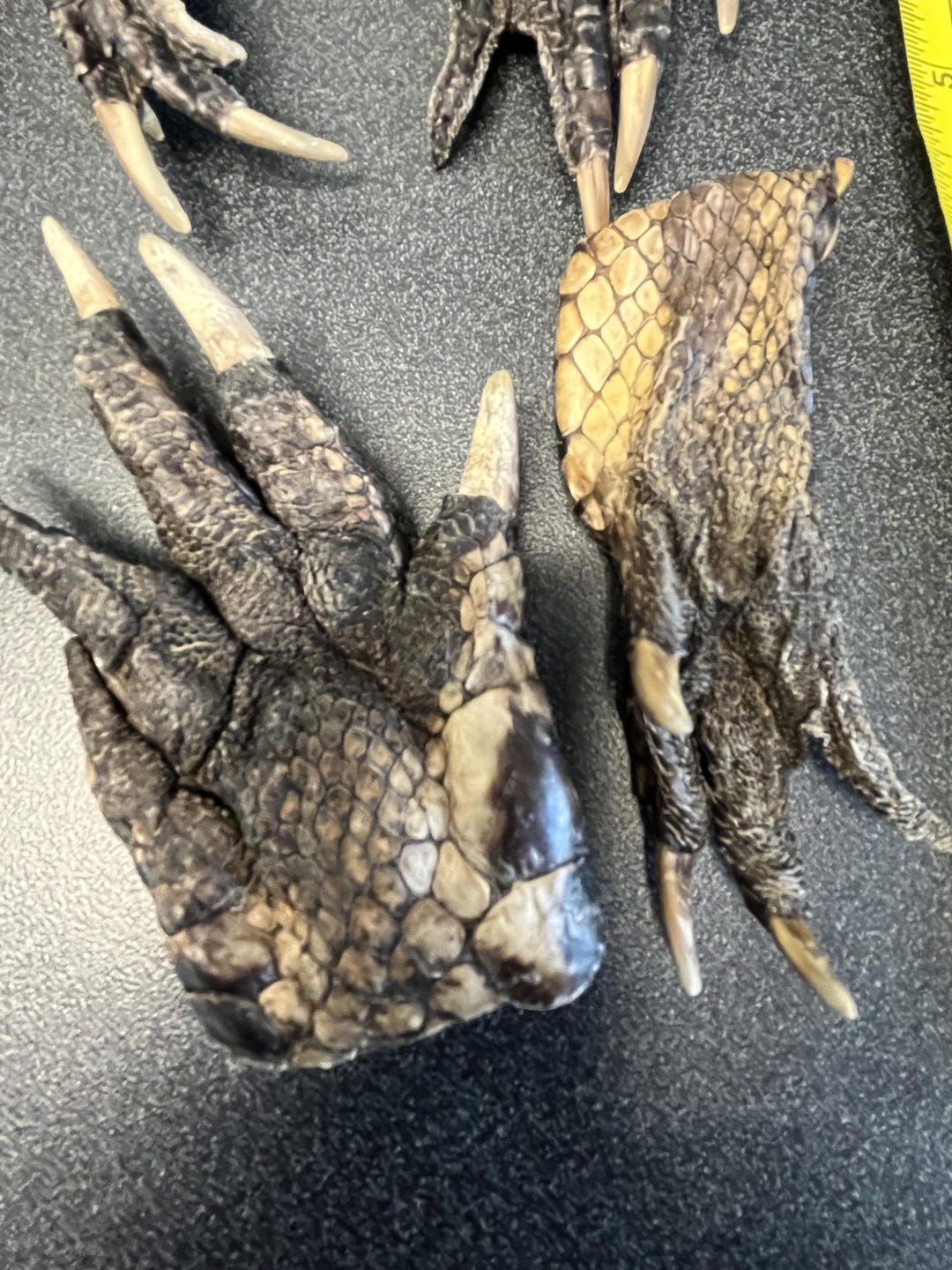Large Alligator Feet - Taxidermy - Made in USA - FREE SHIPPING - Etsy