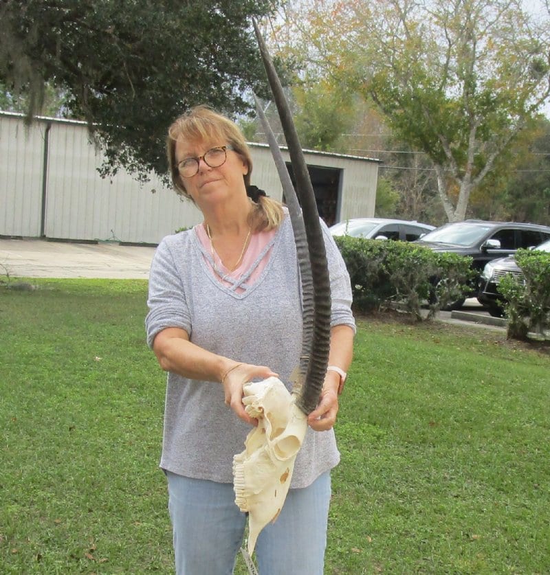 Genuine REAL African Gemsbok Oryx Skull With 31 Inch Horns - Etsy