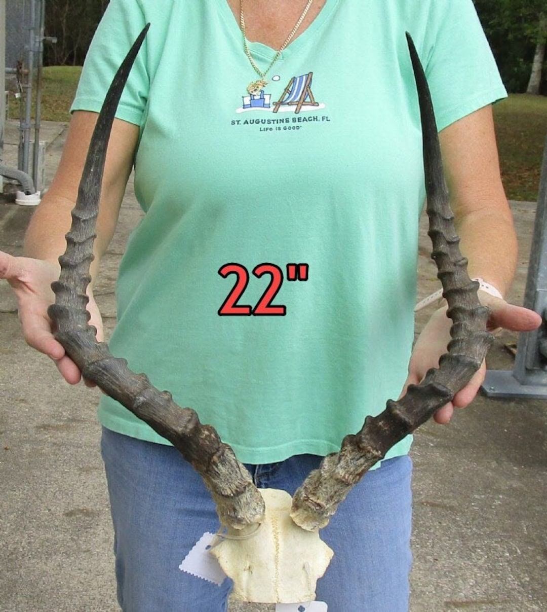 Huge African Impala Skull Plate and Horns up to 22 Inches - Etsy