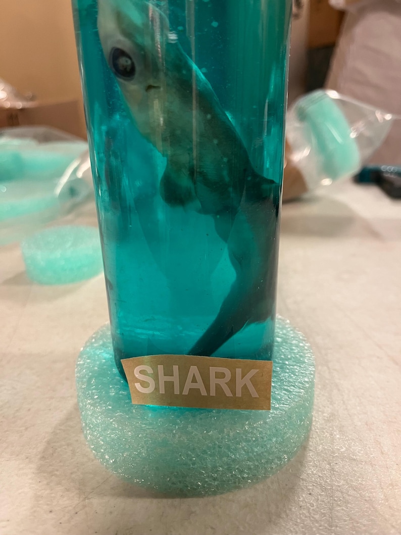 Real 7 Inch Shark in a Bottle Jar, Marine Wet Specimen Taxidermy - Free ...