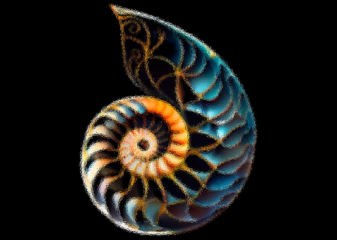 Digital Author's Design of the Nautilus Shell - Etsy