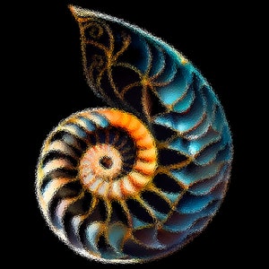 Digital Author's Design of the Nautilus Shell - Etsy