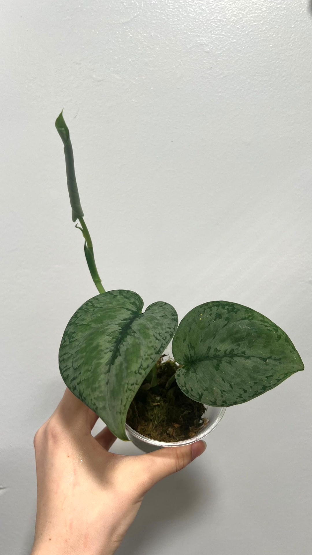 Scindapsus Silver Cloud Indoor Plant - Etsy