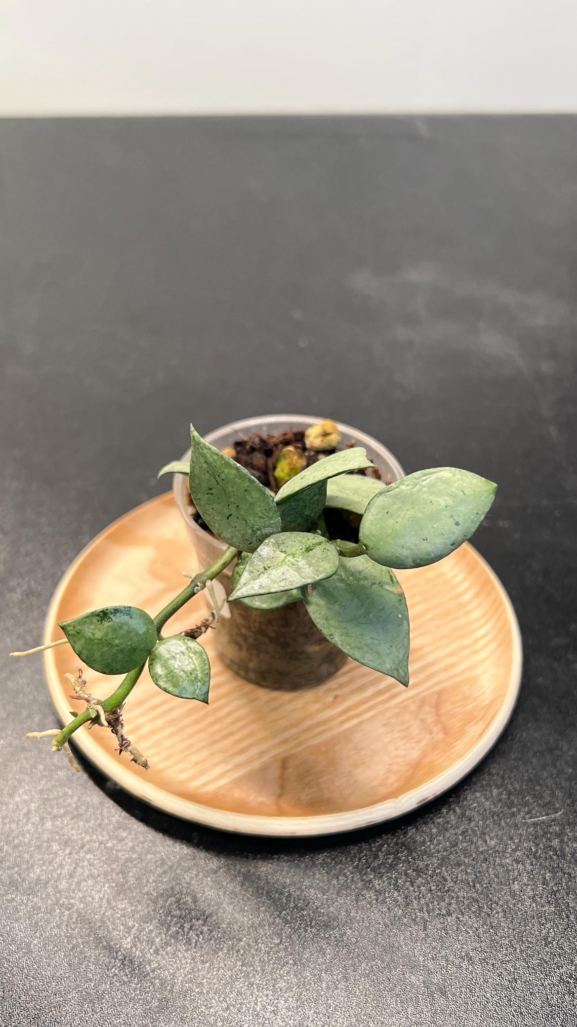 Hoya Krohniana Super Silver Indoor Plant - Etsy