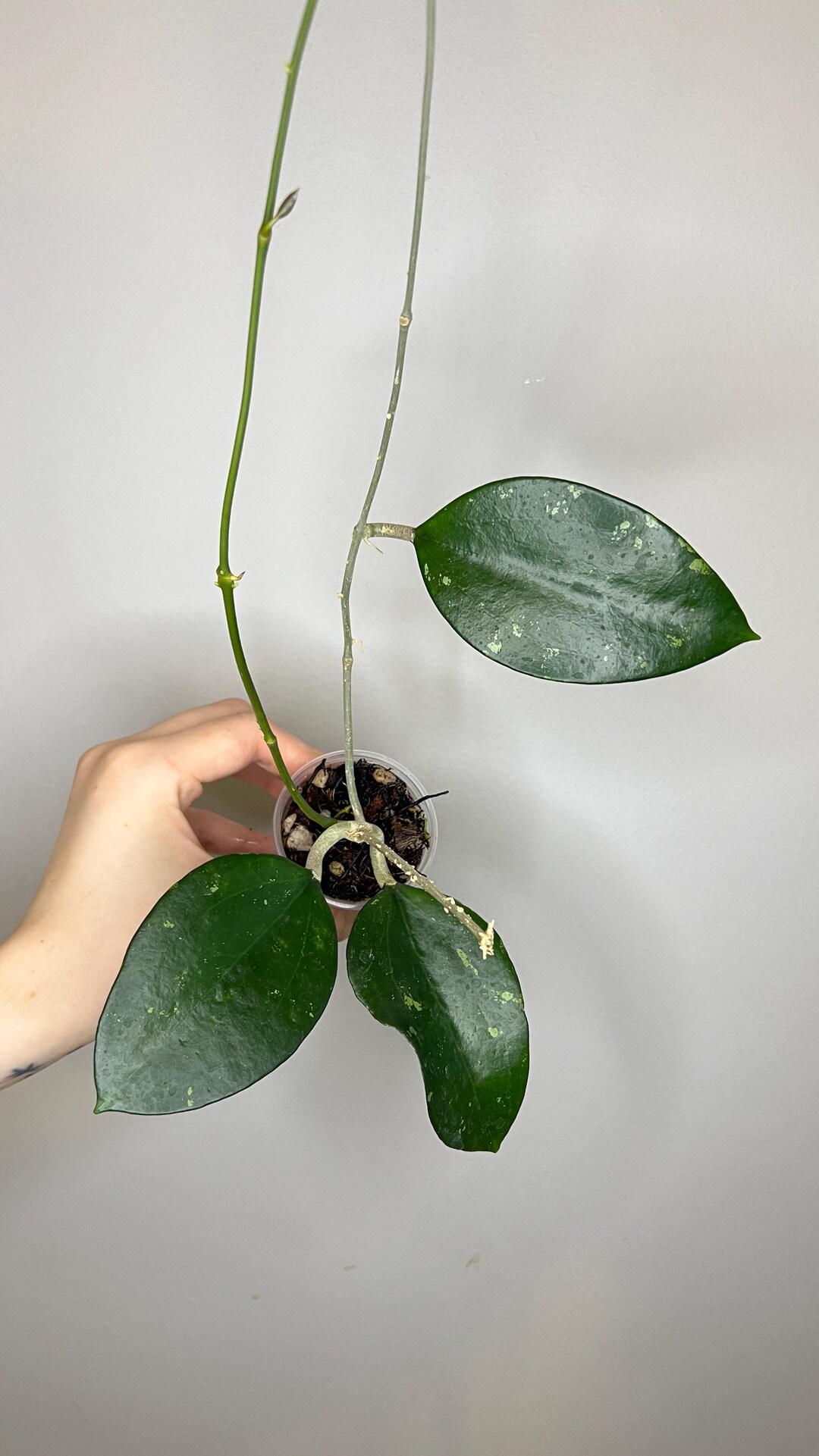 Hoya Pottsii Splash Indoor Plant - Etsy