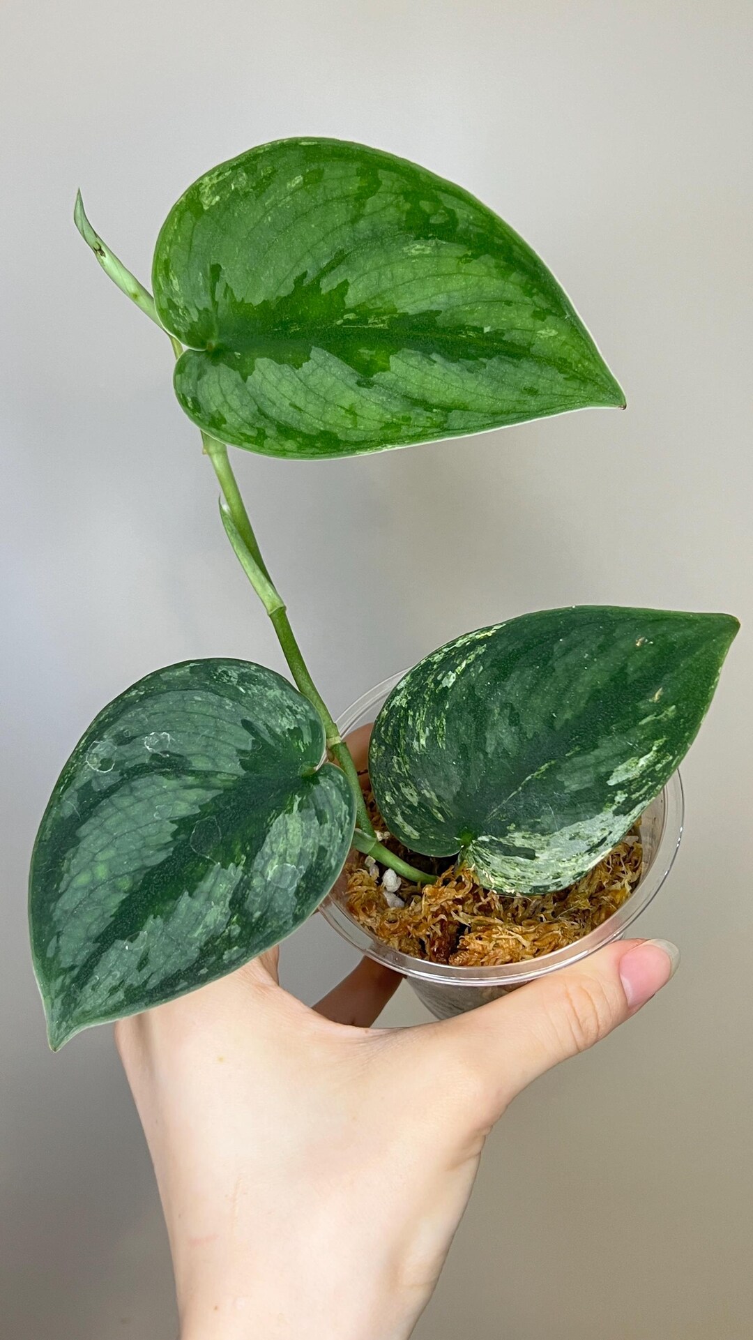 Scindapsus Silver Knight Mint Indoor Plant - Etsy