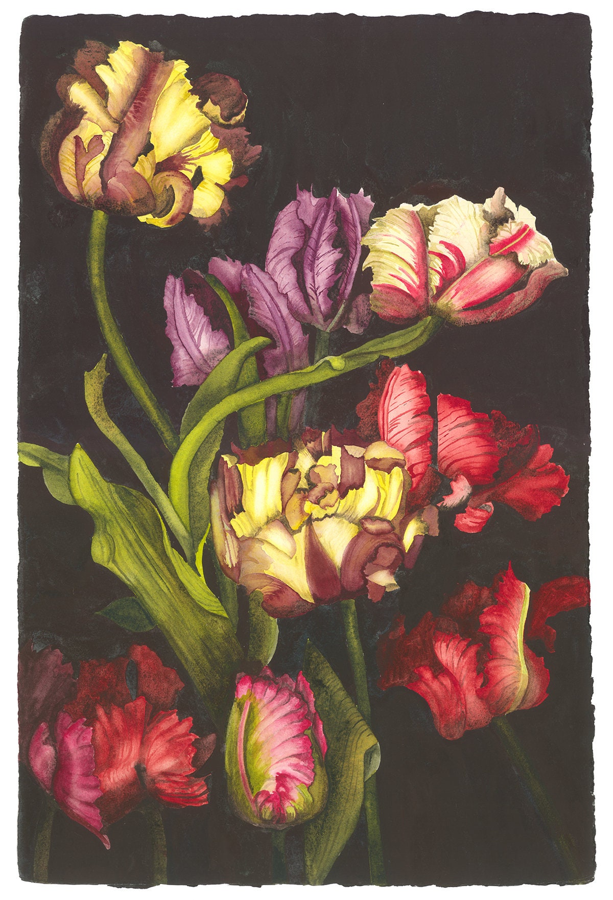 A Lovely Grouping of Parrot Tulips Original Watercolor Floral Wall Art ...
