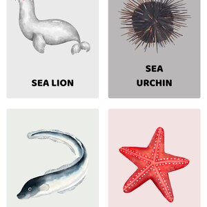 24 Ocean Animals Flashcards Image Cards for Kids Preschool Kindergarten ...