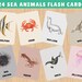 24 Ocean Animals Flashcards Image Cards for Kids Preschool Kindergarten ...