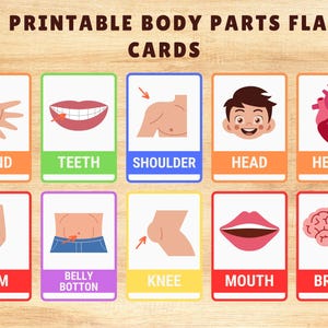 40 Human Body Parts Flashcards, Printable Montessori Flash Cards ...