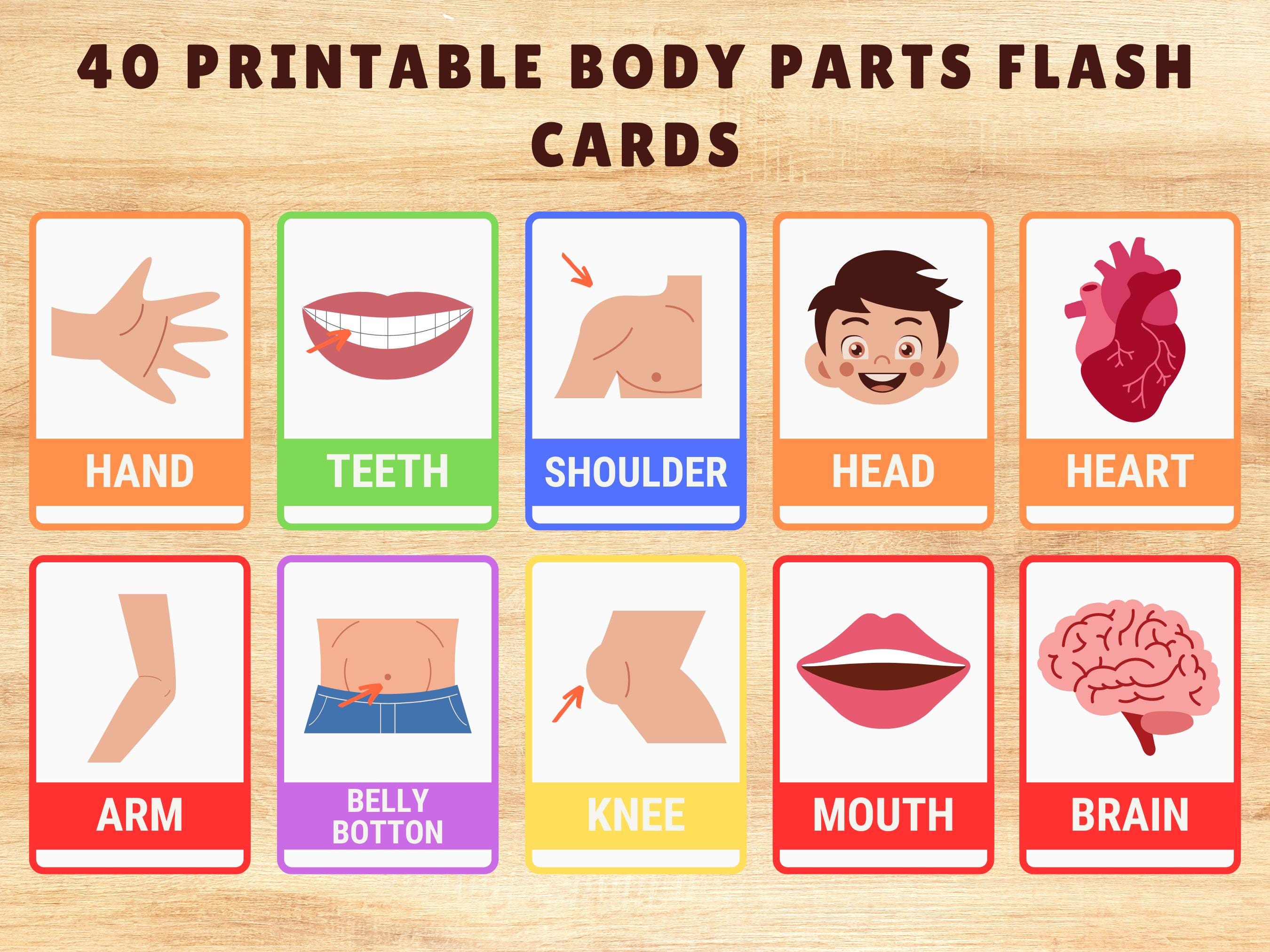 40 Human Body Parts Flashcards, Printable Montessori Flash Cards ...