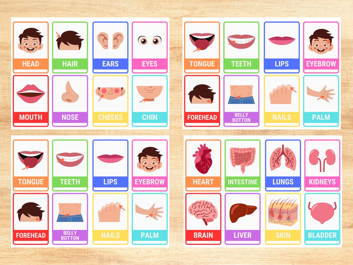 40 Human Body Parts Flashcards, Printable Montessori Flash Cards ...