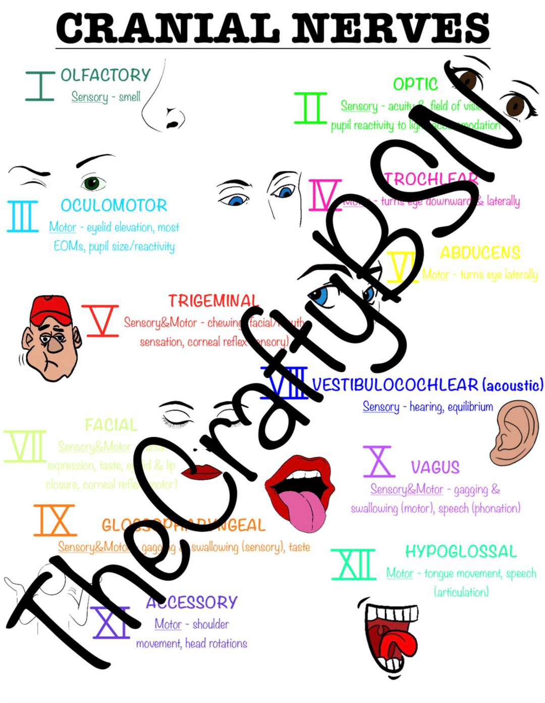 Nursing Cranial Nerves Notes - Etsy