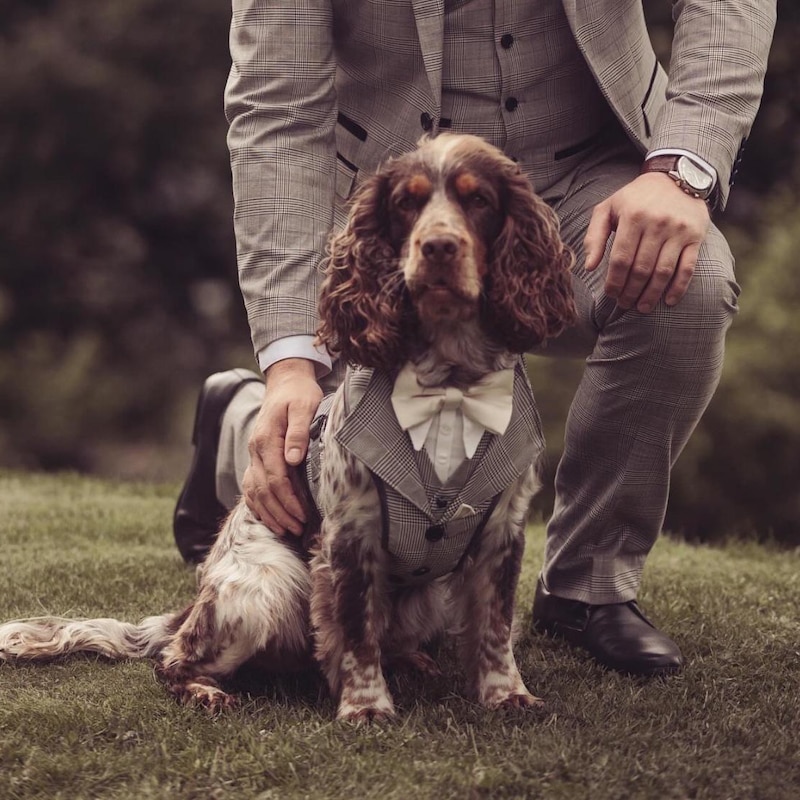 Perrito con traje - Etsy México