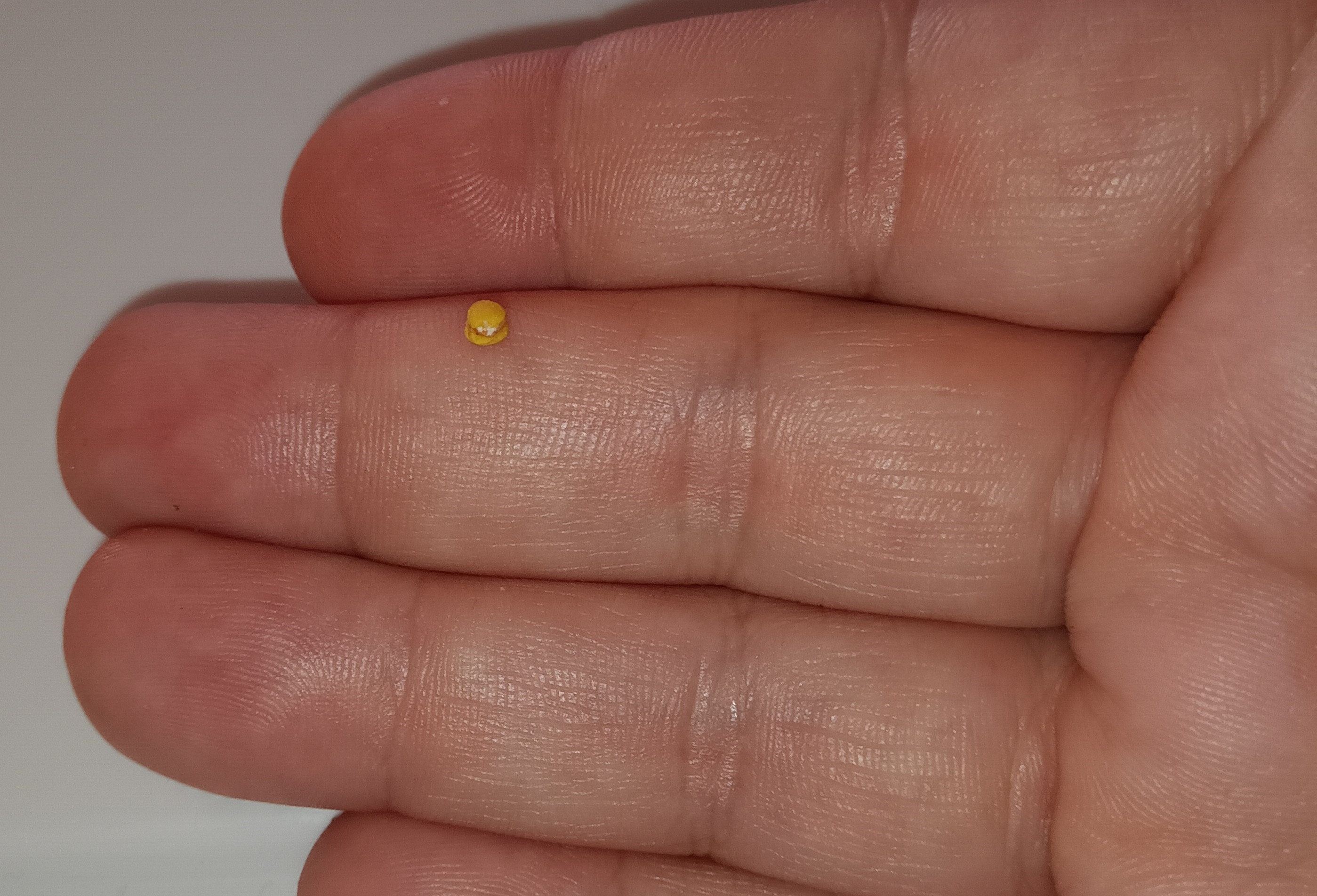 Micro Scale Tiny Fish Filet Dollhouse Miniature - Etsy