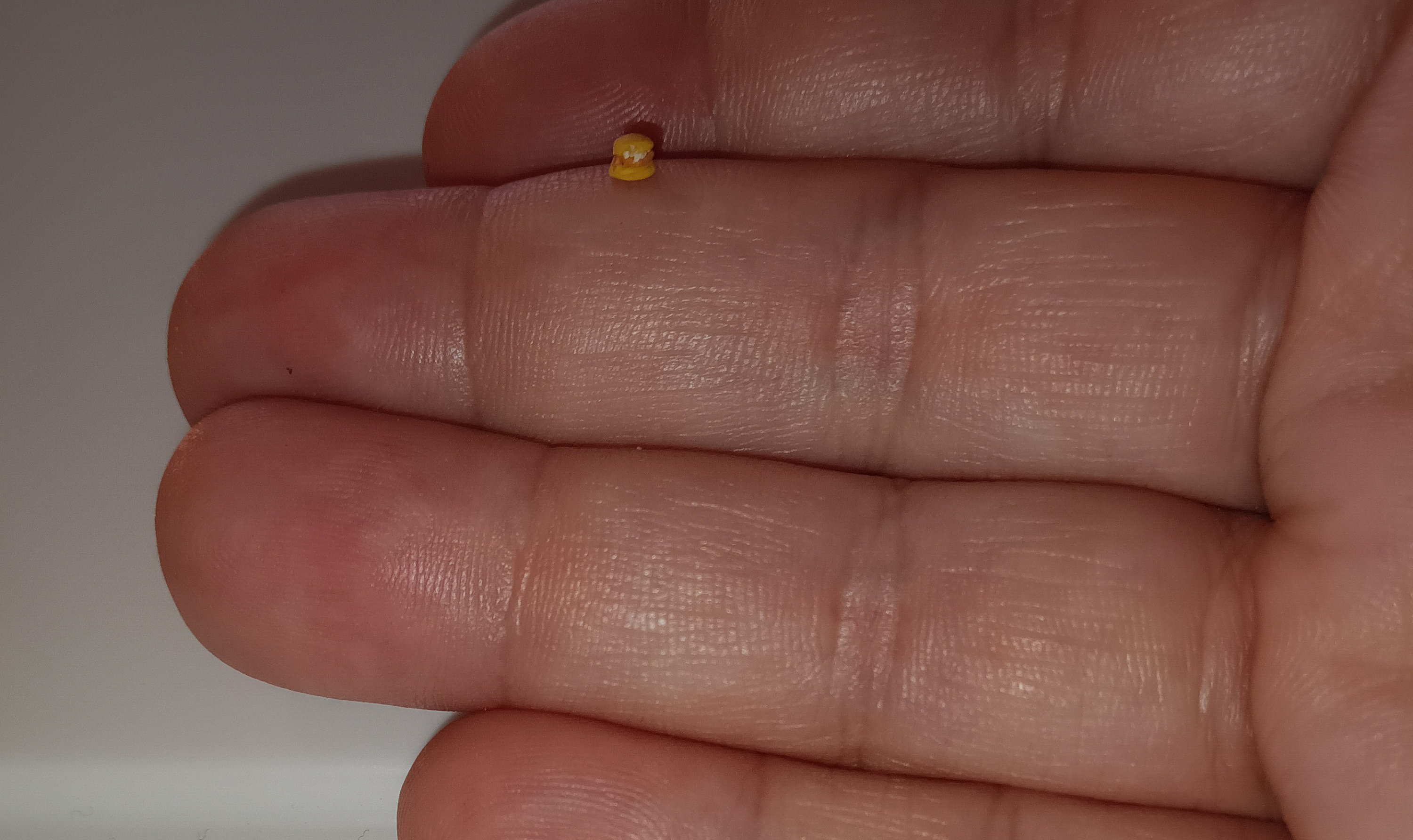 Micro Scale Tiny Fish Filet Dollhouse Miniature - Etsy