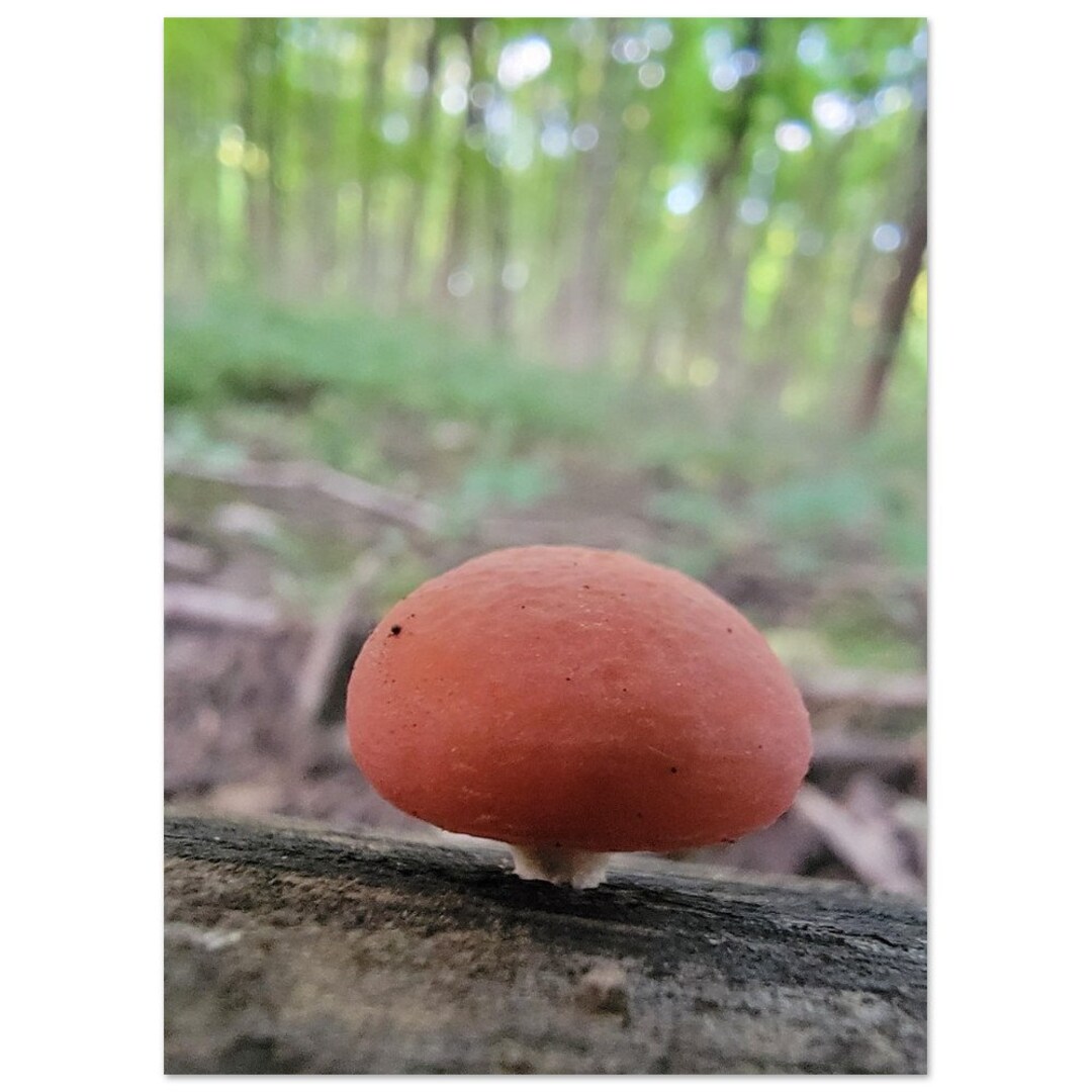 Stout Round Red Mushroom on a Log Photo Print on Premium Matte Paper ...